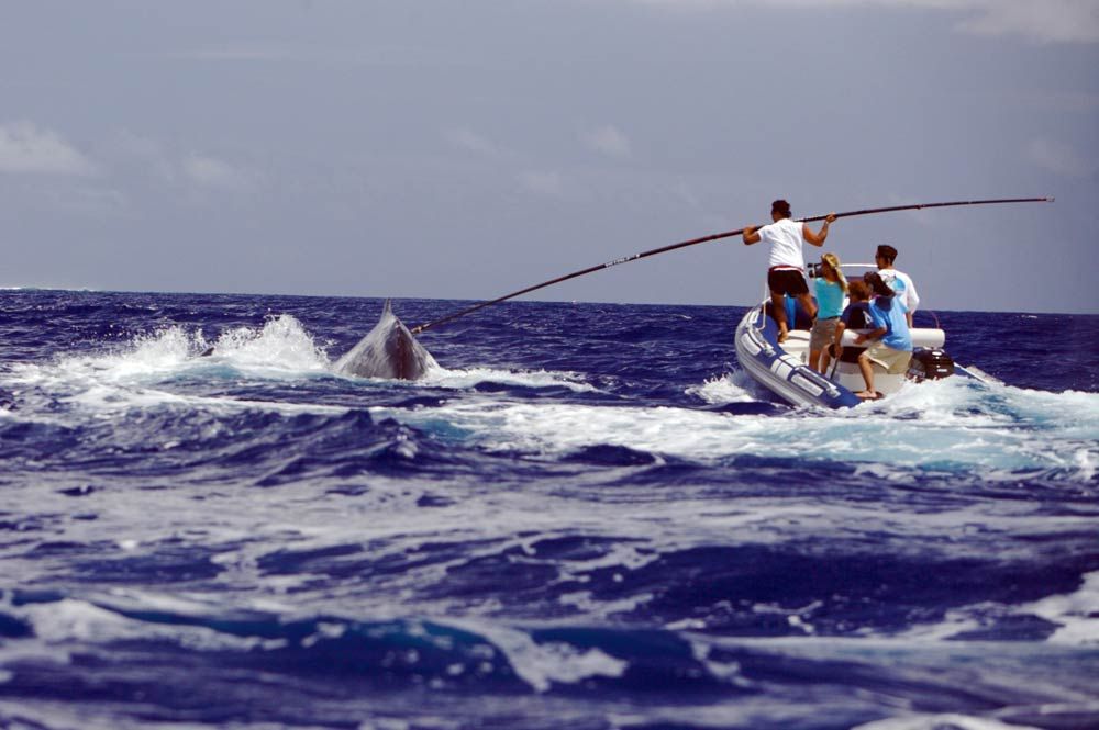 Amazing Navigation Skills Seen in Humpback Whales | Live Science