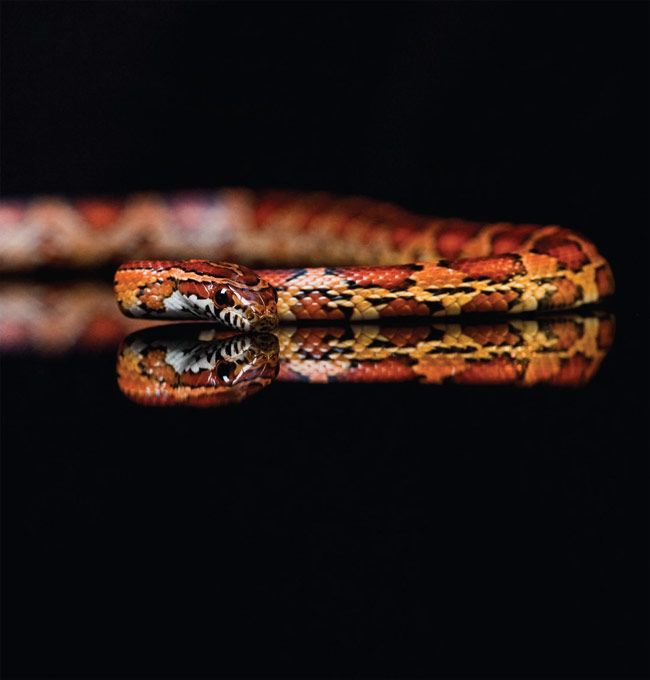 Study Shows How Snakes Slither | Live Science