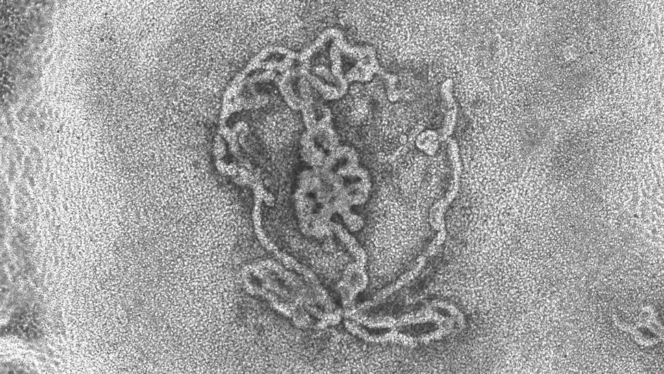 Tiny lab-grown testicles look remarkably like the real thing under the ...