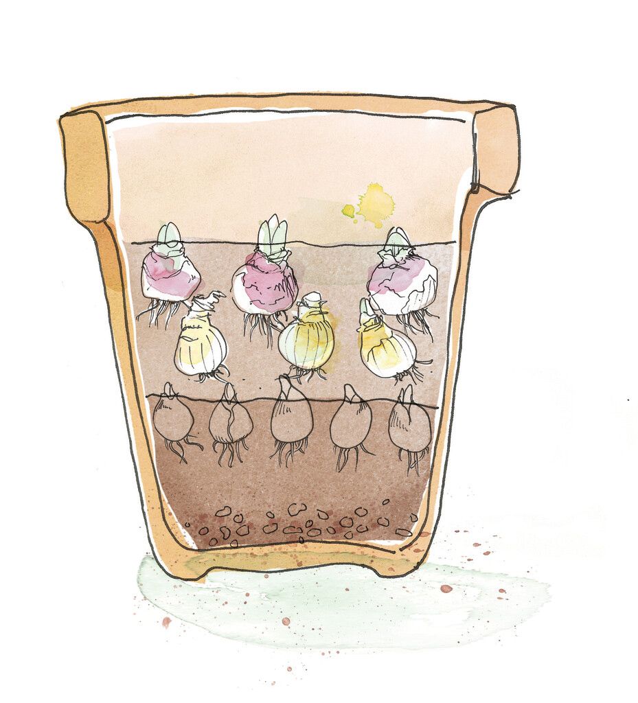 How to plant a bulb lasagne in 5 simple steps | Gardeningetc