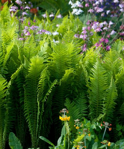 How to grow ferns: when and how to plant and care for them | Homes and ...