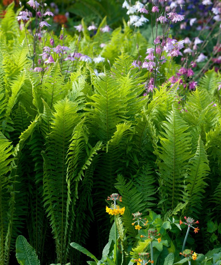 How to grow ferns: when and how to plant and care for them | Homes and ...