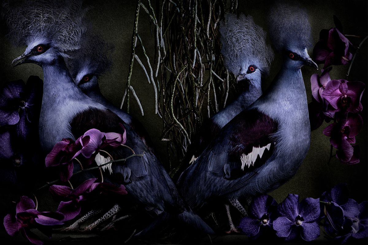 Is that a macaw or a runway model? Mario Testino turns his camera to ...