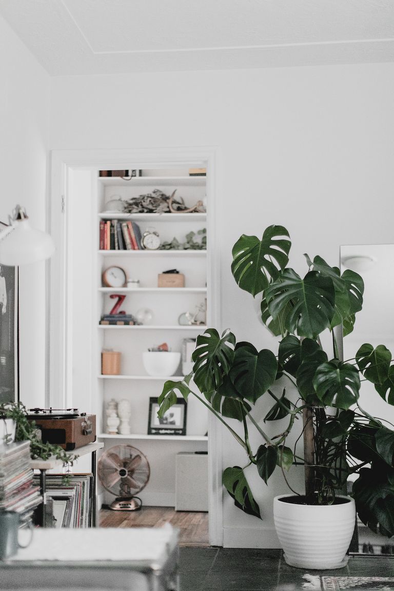 Types of Monstera Plants — And How You Should Display Them | Livingetc