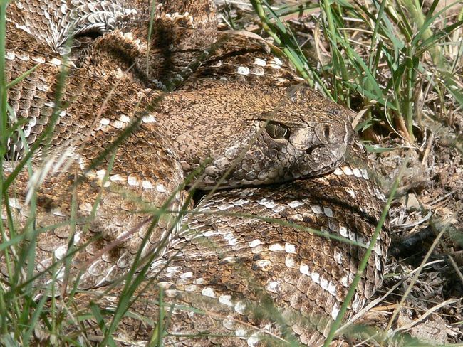 Photos: How to Identify a Western Diamondback Rattlesnake | Live Science