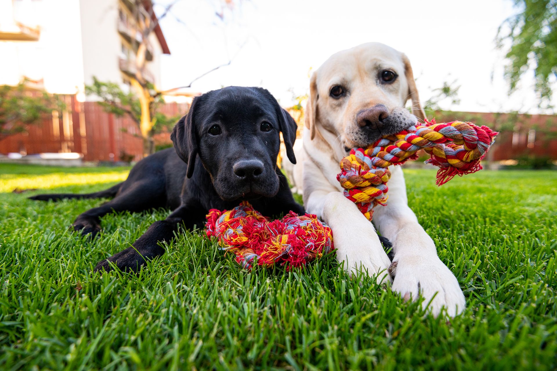 Best dog toys 2025 to keep your pet happy and healthy | PetsRadar