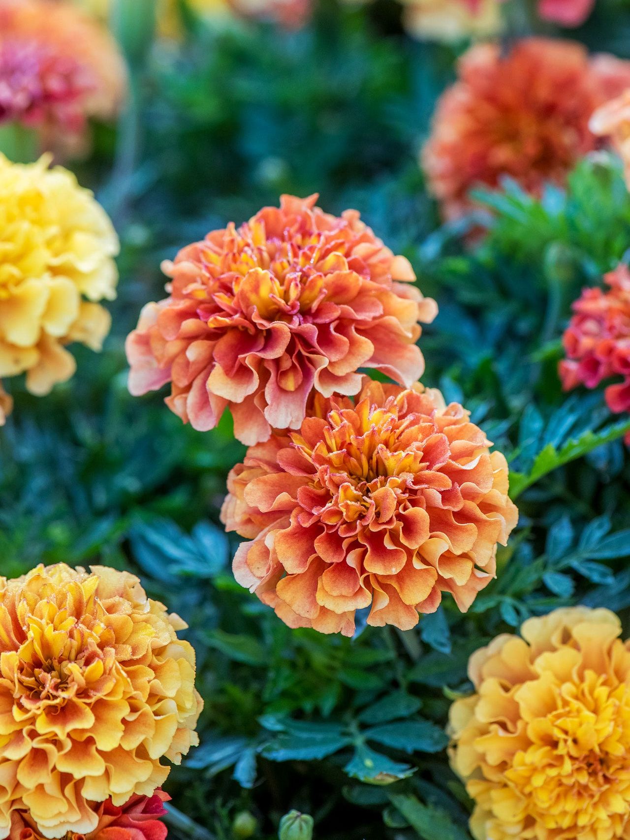 Tips for where to plant marigolds in a vegetable garden | Homes and Gardens
