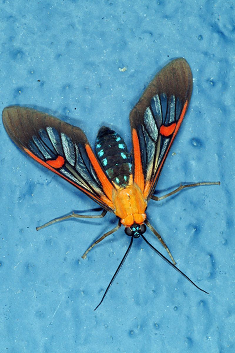 Meet the Colorful Nocturnal Moths of 'Mariposas Nocturnas' (Photos ...