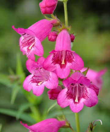 16 beautiful penstemon varieties for your planting scheme | Gardeningetc