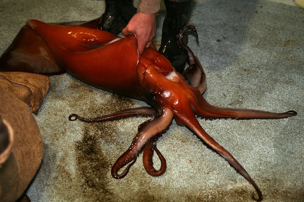 Squid Suicide Linked to Red Tides | Mass Stranding | Live Science