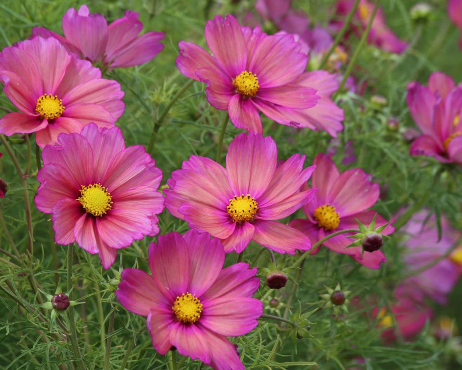 How to grow cosmos: expert tips on when and where to plant | Homes and ...