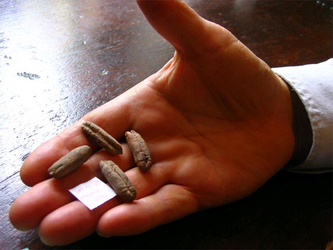 Extinct Tree From Christ's Time Rises From the Dead | Live Science