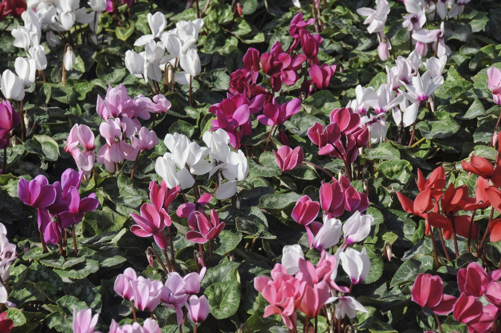 What Are Varieties Of Cyclamen: Cyclamen Plant Types For The Home And ...