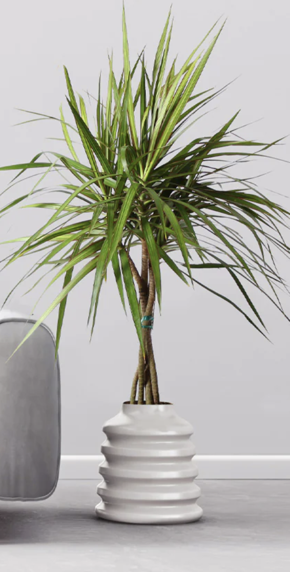 These low maintenance indoor trees mean anyone can have one | Livingetc