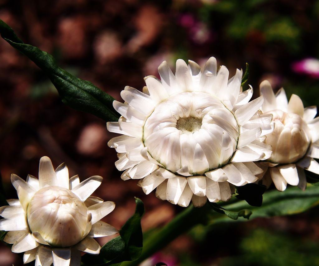How to dry strawflowers - my tried and tested methods | Homes and Gardens