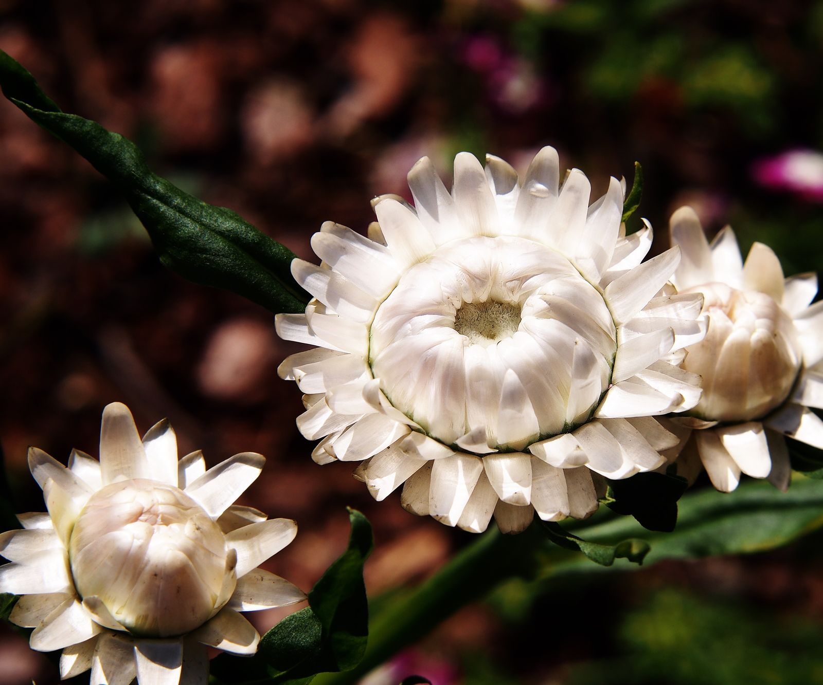 How to dry strawflowers - my tried and tested methods | Homes and Gardens