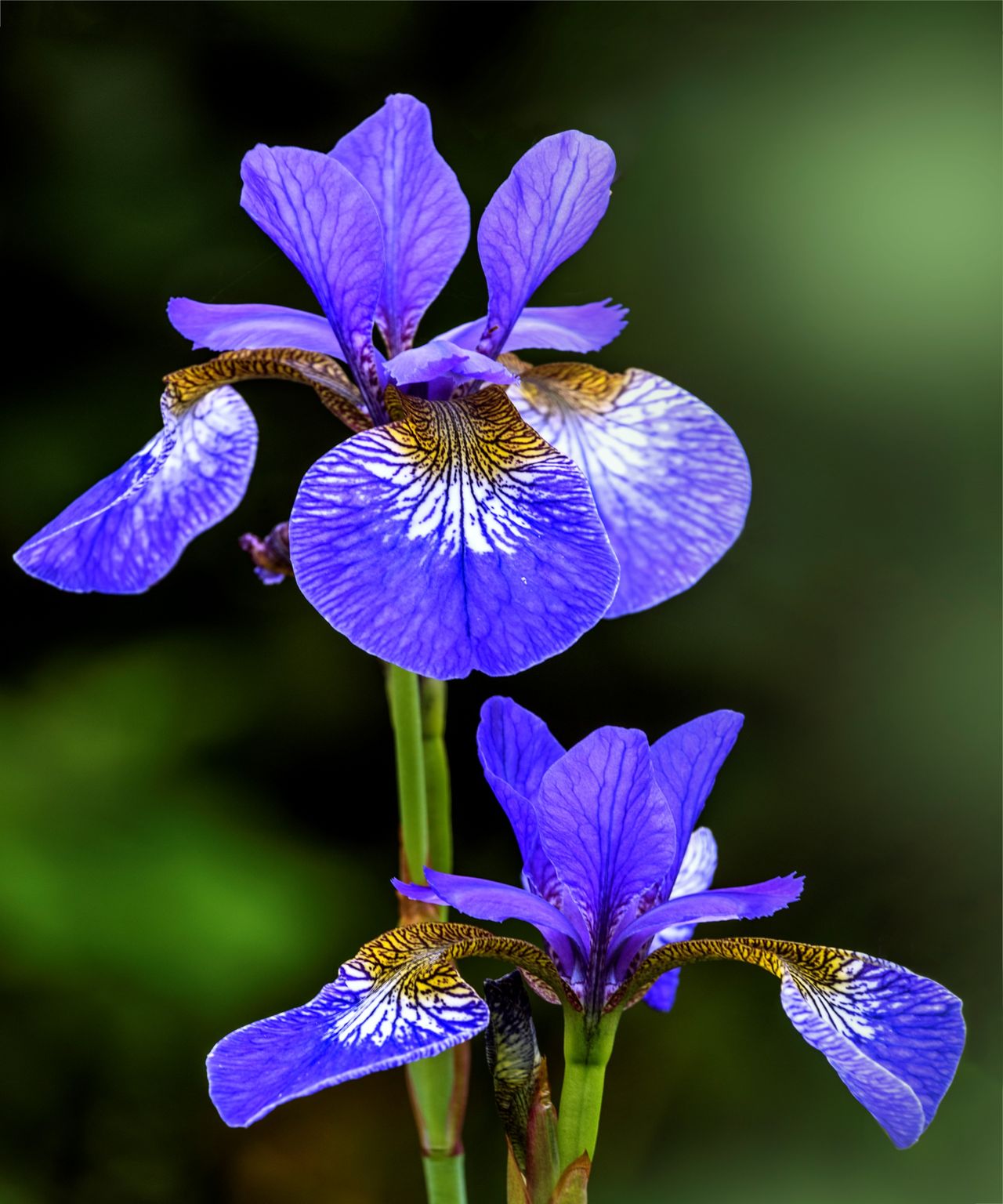 How to protect plants from heavy rain: expert advice | Homes and Gardens