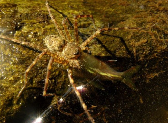 In Photos: Fish-Eating Spiders Around the World | Live Science