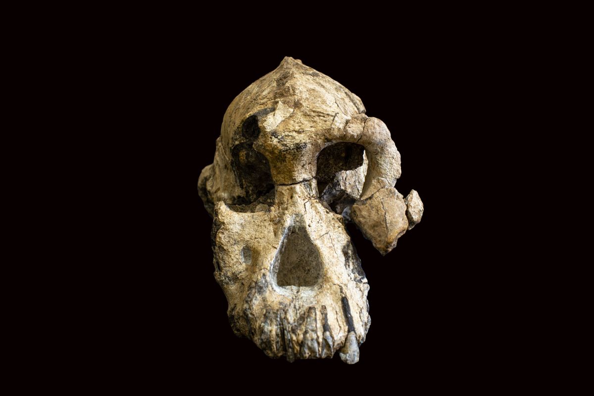 In Photos: A Nearly Complete Human Ancestor Skull | Live Science