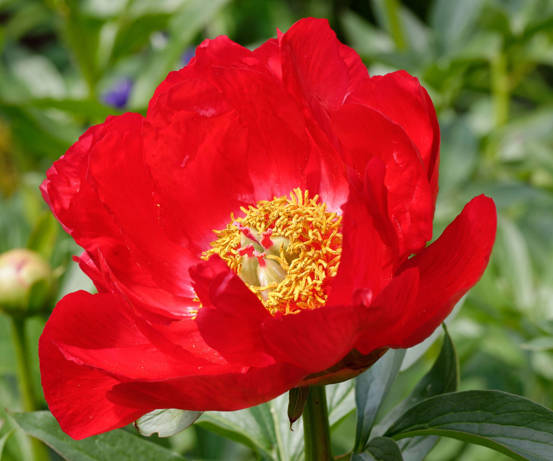 Grow These 8 Peony Colors For A Spring Rainbow In Your Yard | Gardening ...