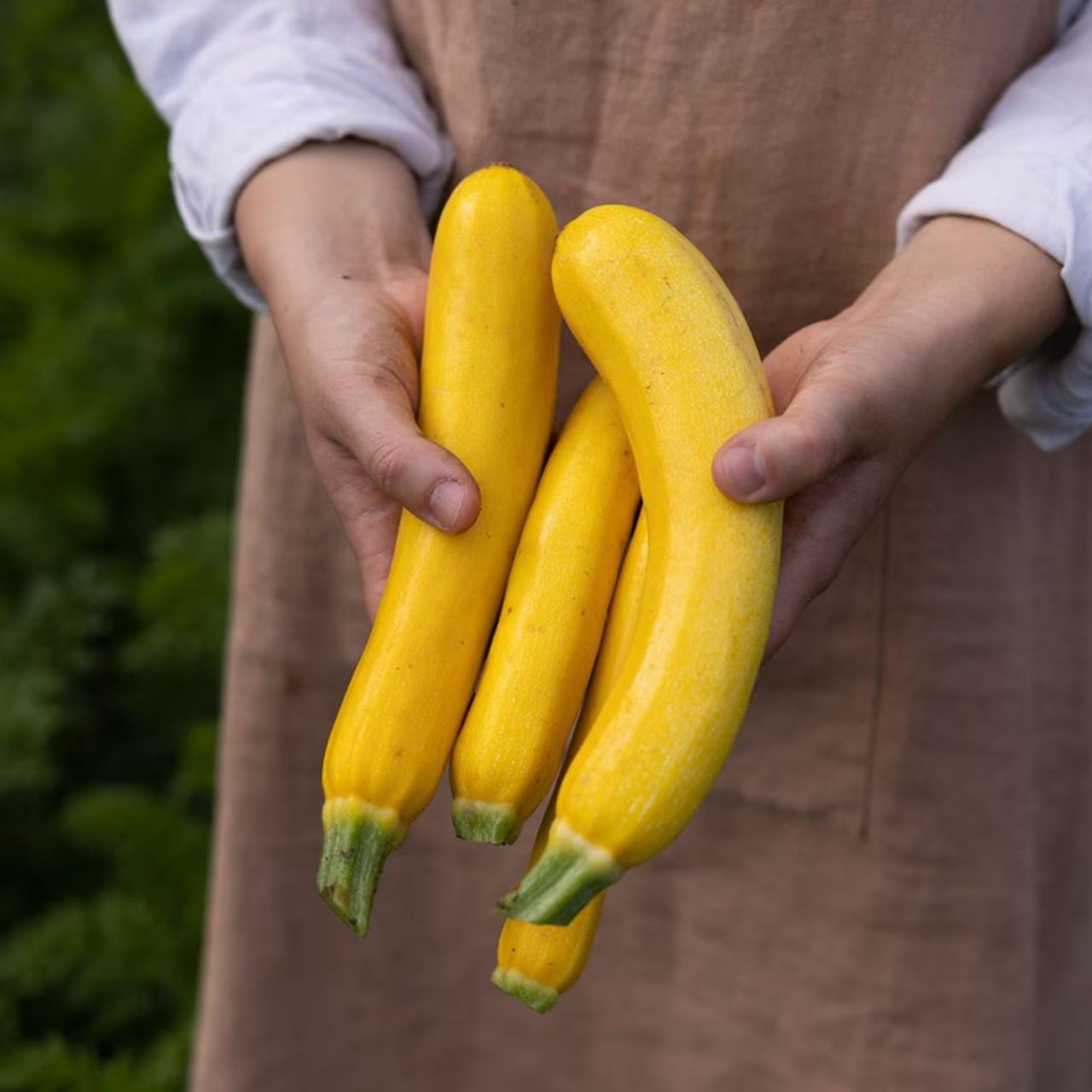 How to grow courgettes: an expert guide to a bumper crop | Ideal Home