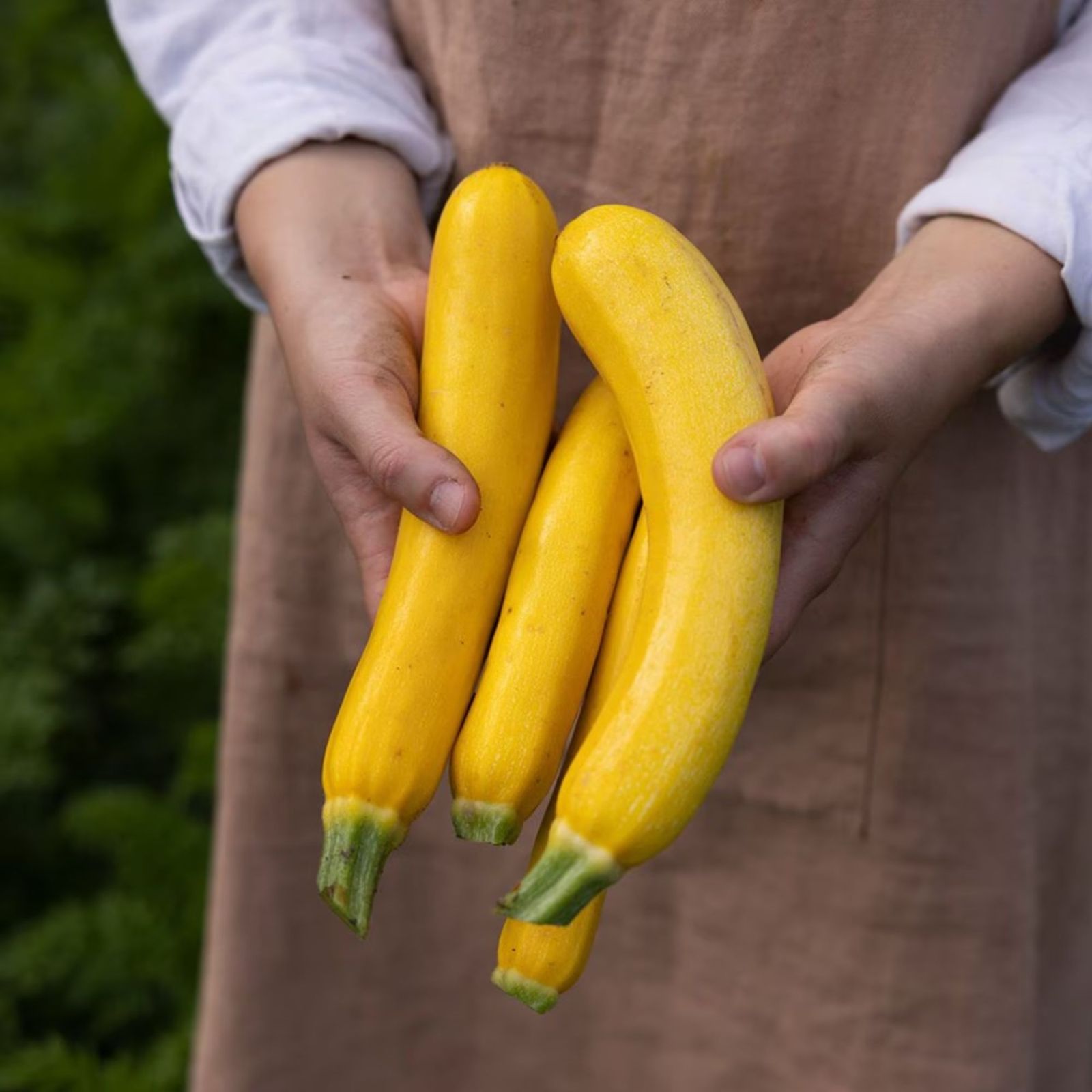 How to grow courgettes: an expert guide to a bumper crop | Ideal Home
