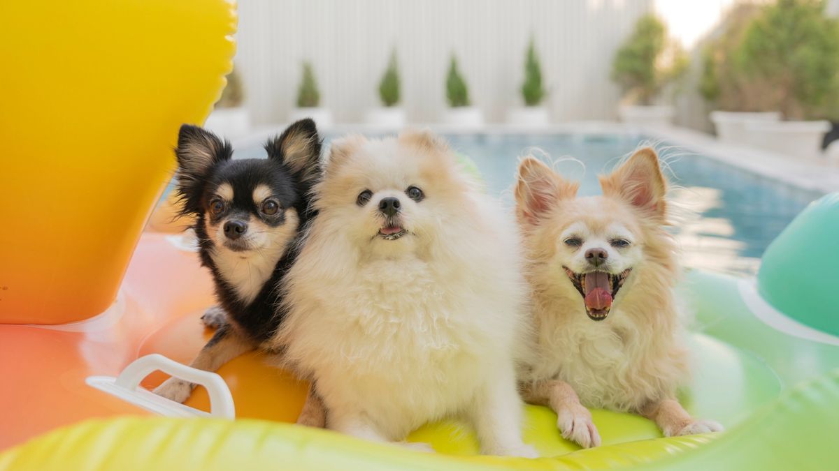 Chihuahua vs. Pomeranian: Which tiny dog is best for you? | PetsRadar
