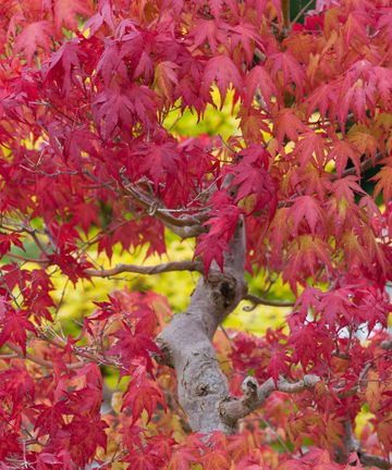 How to grow a Japanese maple from seed - expert tips | Homes and Gardens