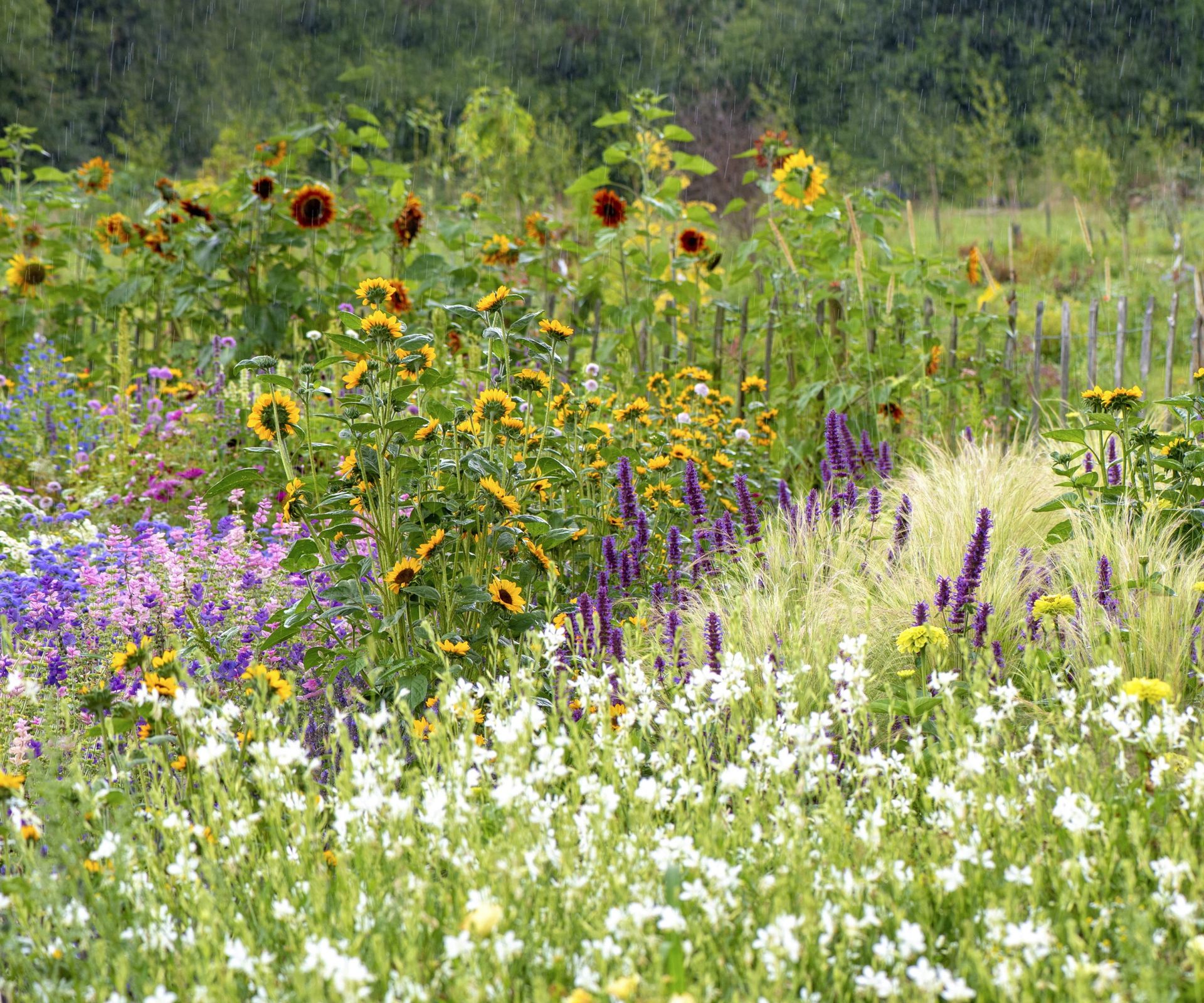 How to design and plant a butterfly border for pollinators | Homes and ...