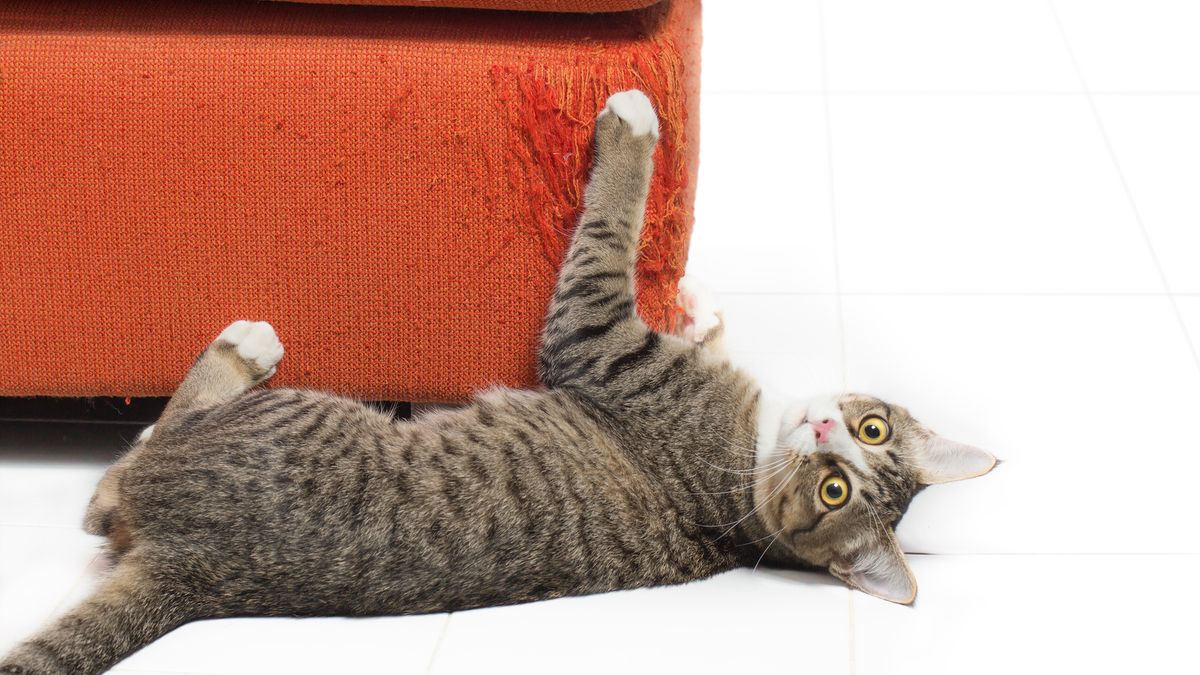 32 worst things about owning a cat | PetsRadar