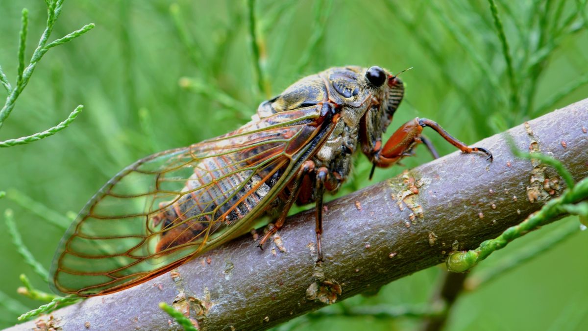 A swarm of cicadas is on its way to the U.S. this spring | Woman & Home