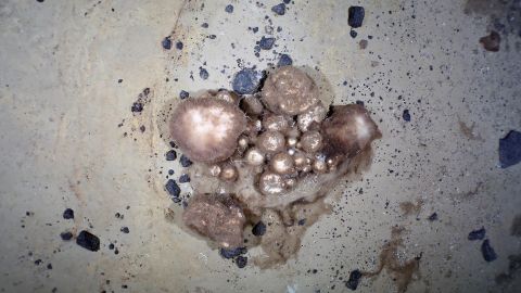 300-year-old Arctic sponges feast on the corpses of their decaying ...