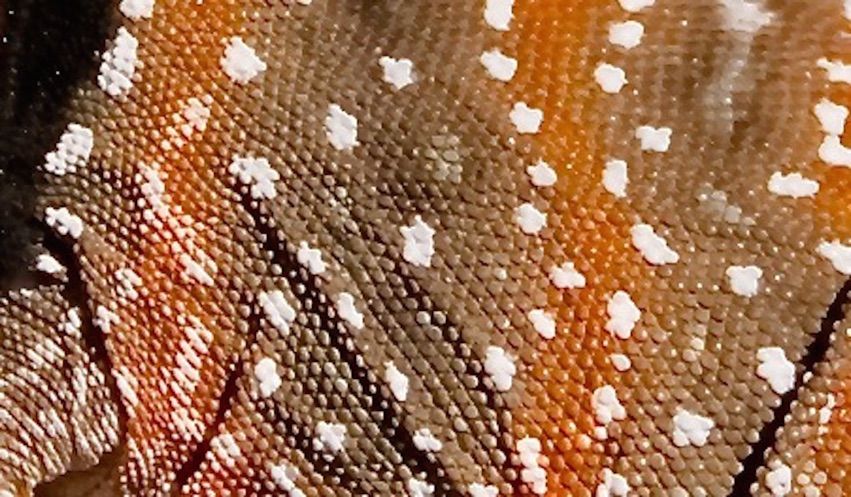 In Photos: Flashy Collared Lizards of the North American Deserts | Live ...