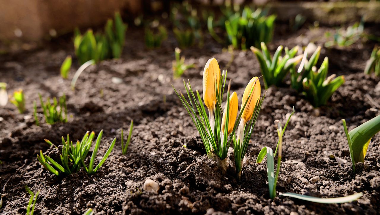 Using cinnamon in a garden - how the spice keeps plants healthy | Livingetc