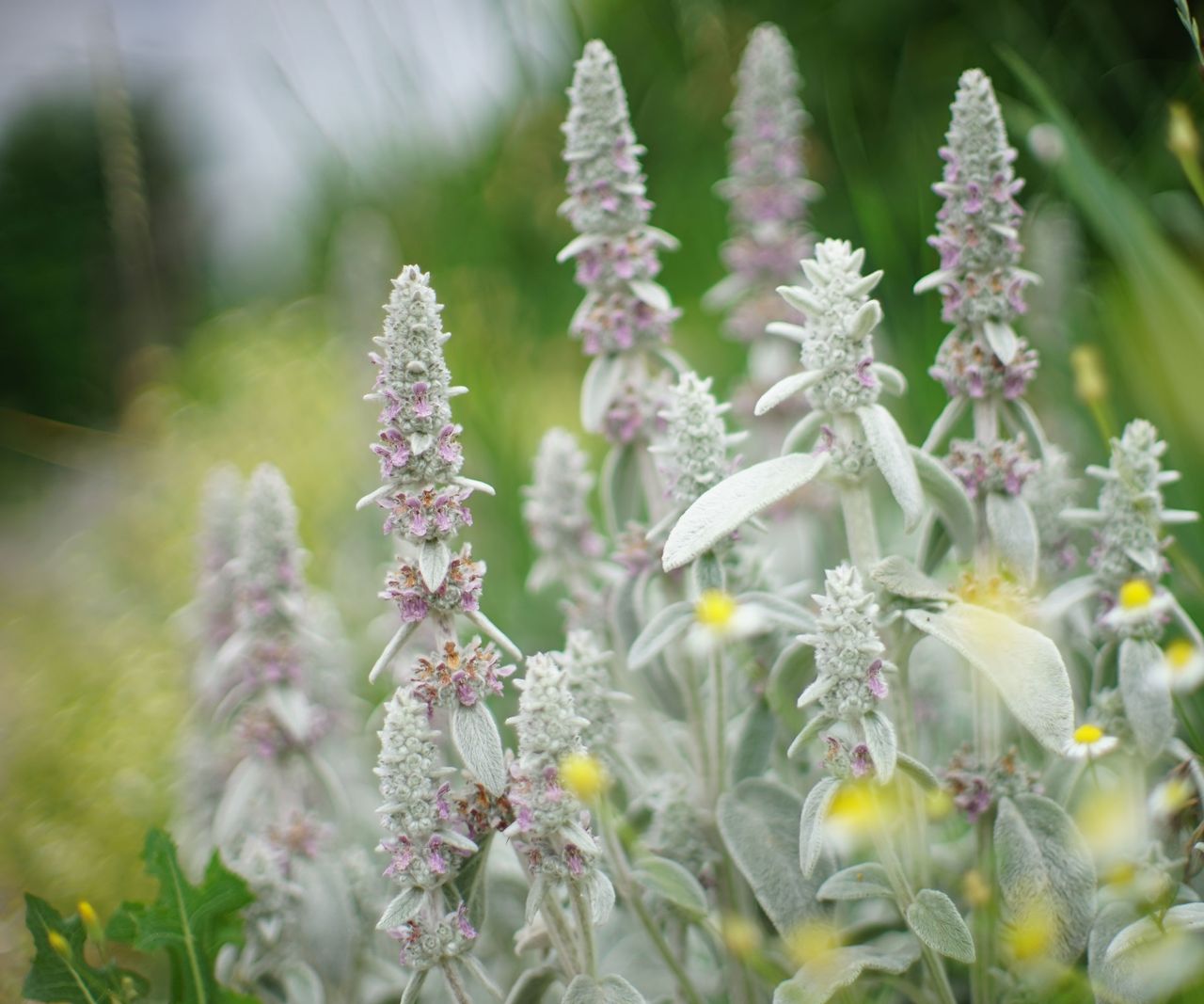 Best ground cover plants to stop weeds: with expert advice | Homes and ...