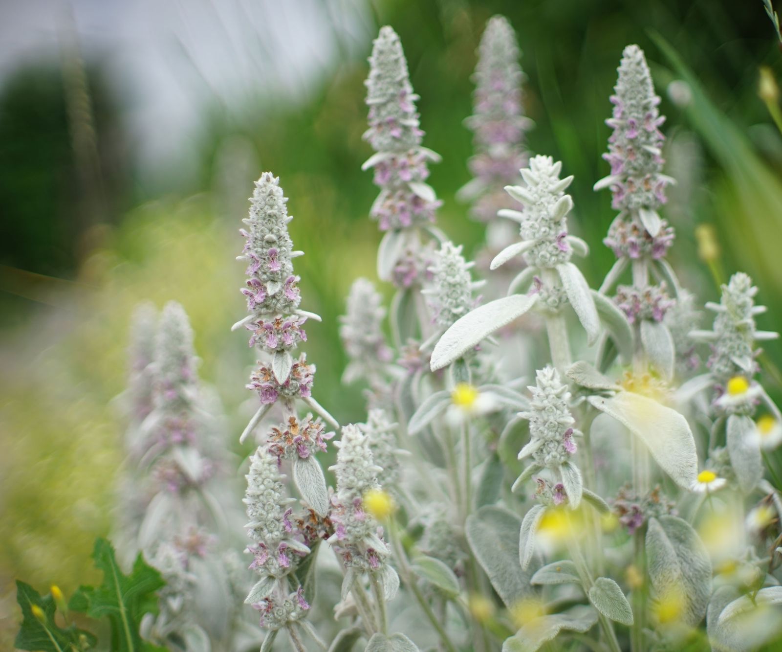 Best ground cover plants to stop weeds: with expert advice | Homes and ...