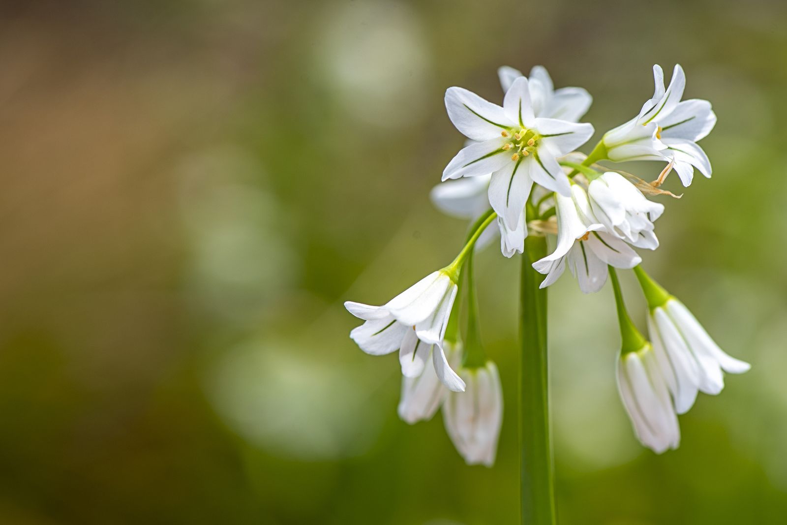 Six weird and wonderful vegetables you should be growing in your garden ...