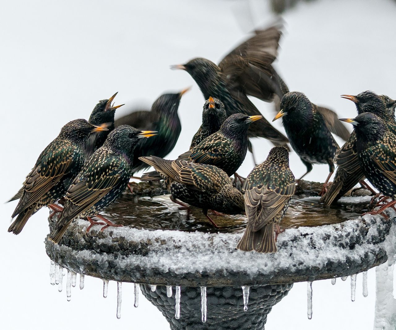 Bird bath winter care: 7 essential tips from the experts | Homes and ...