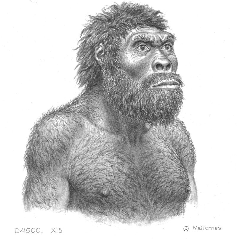 Were Earliest Humans All 1 Species? Oddball Skull Sparks Debate | Live ...
