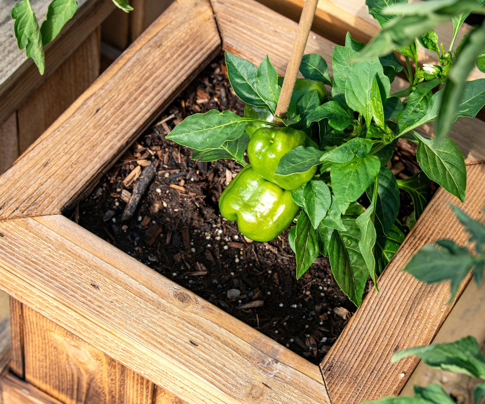 Growing Bell Peppers In Containers | Big Taste, Small Space | Gardening ...
