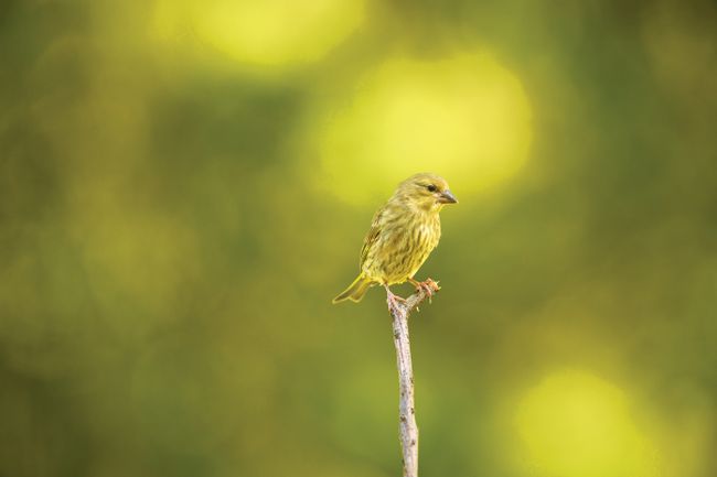 Home photography ideas: Backyard bird photos – freeze or blur motion ...