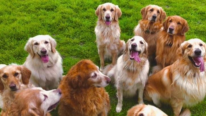 Family who wanted one puppy now lives with thirteen fully-grown Golden ...