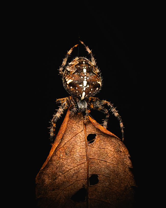 He's done it again! 14-year-old photographer wins major award with ...