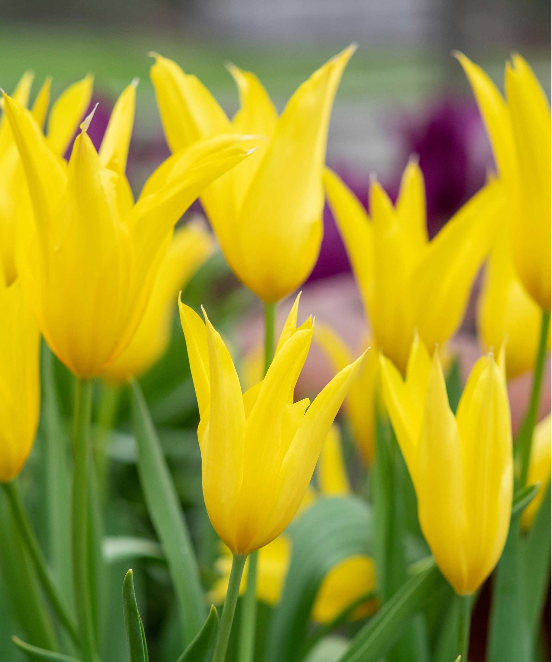How and when to plant tulip bulbs: expert advice | Gardeningetc
