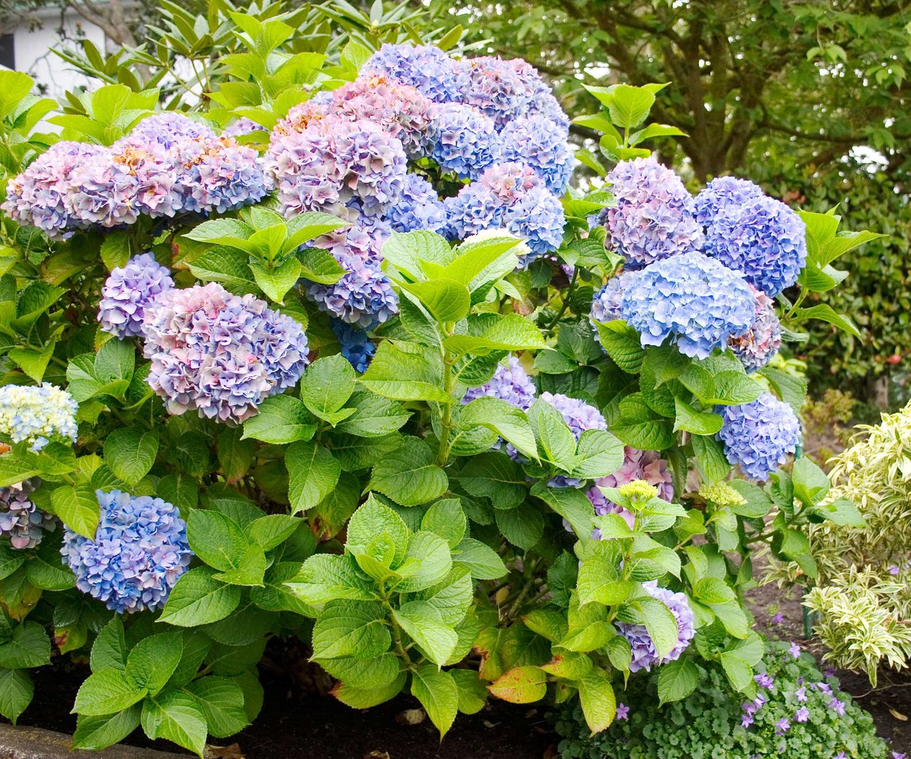 What to plant with hydrangeas: 10 beautiful companion plants | Homes ...