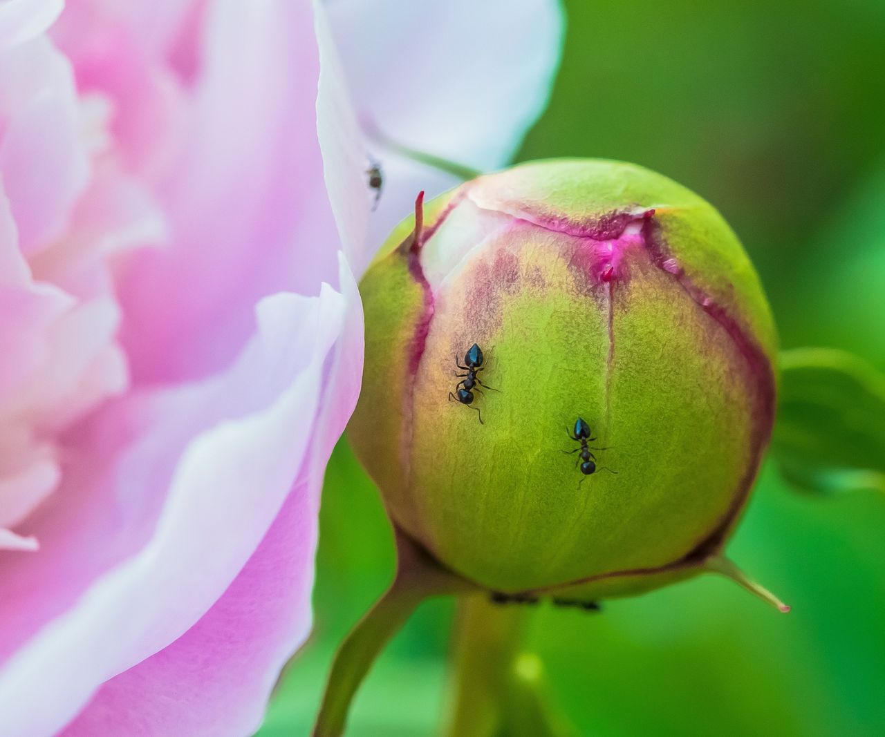Peony pests and problems: expert advice for better blooms | Homes and ...