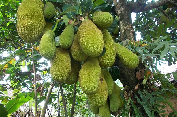 How to cook jackfruit | GoodtoKnow