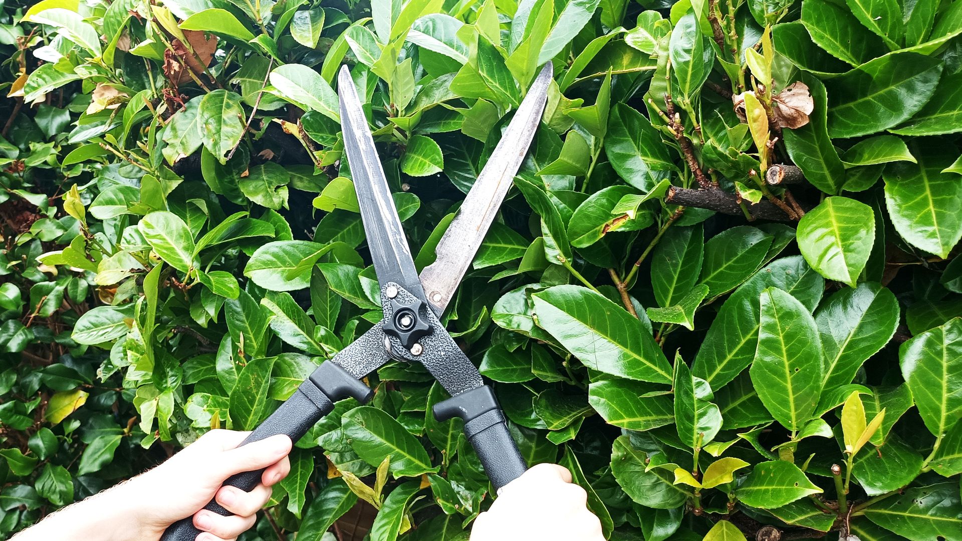 How to sharpen garden shears safely | Homebuilding