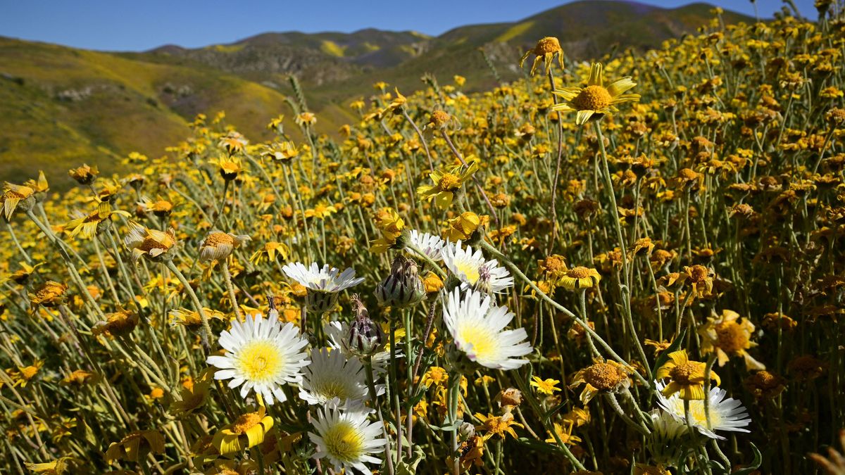 What is a super bloom – and how can you see one responsibly? | Advnture
