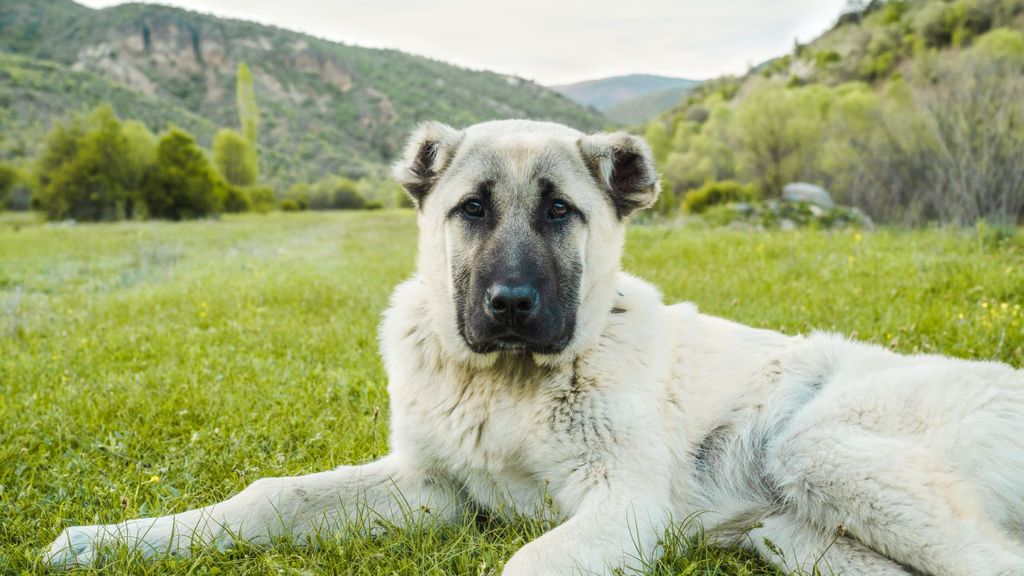 Best farm dogs for herding, protection and pest control | PetsRadar